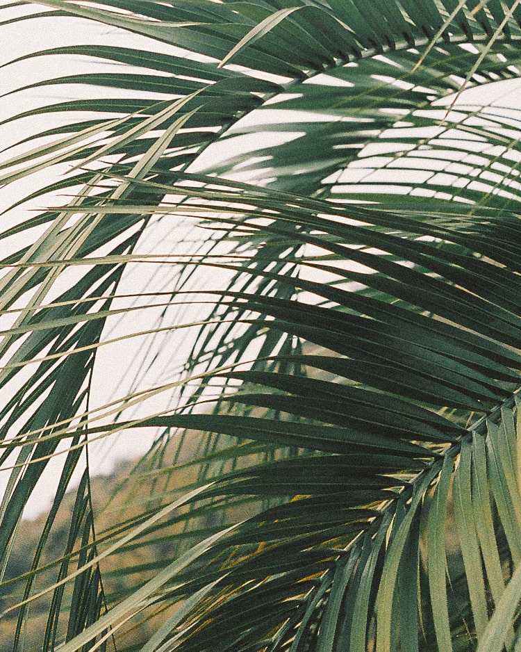 Raffia palm leaf store